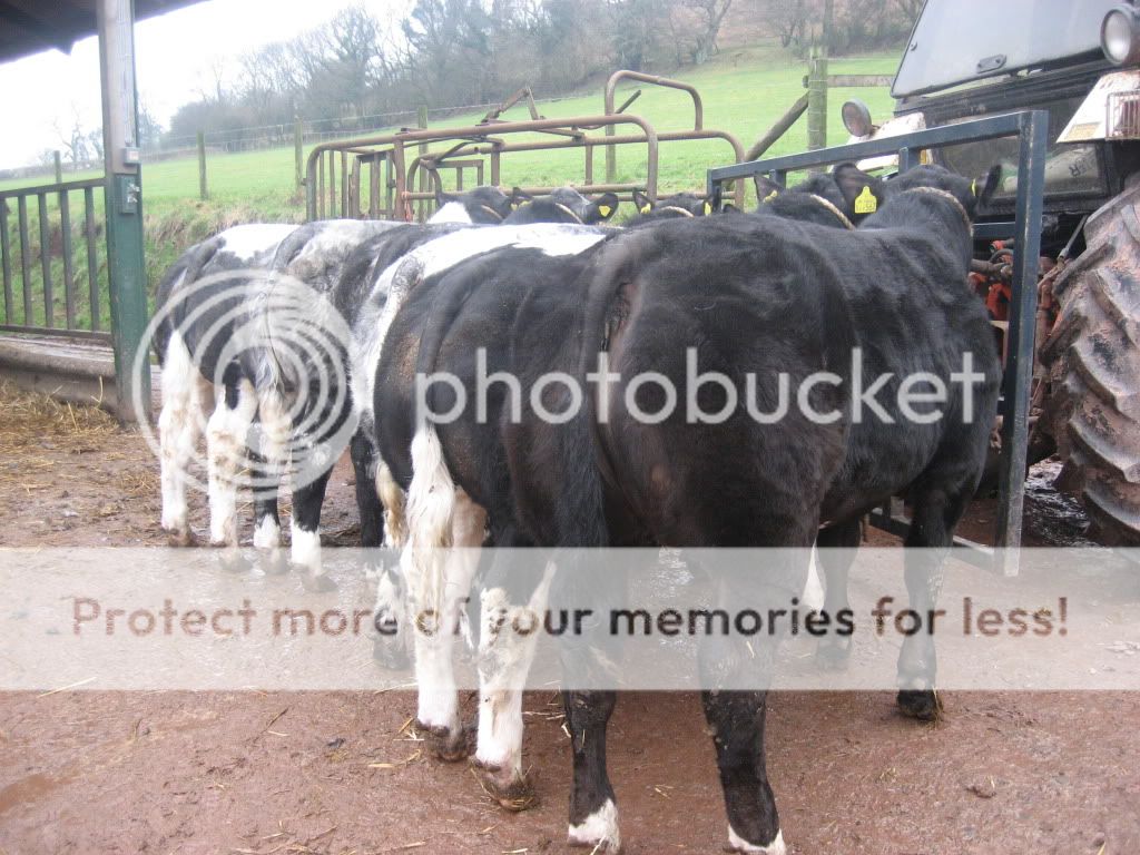 Cattle walker | The Farming Forum