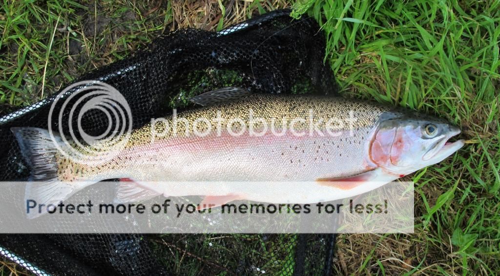 Crippled midge Pt2 | Fly Fishing Forum